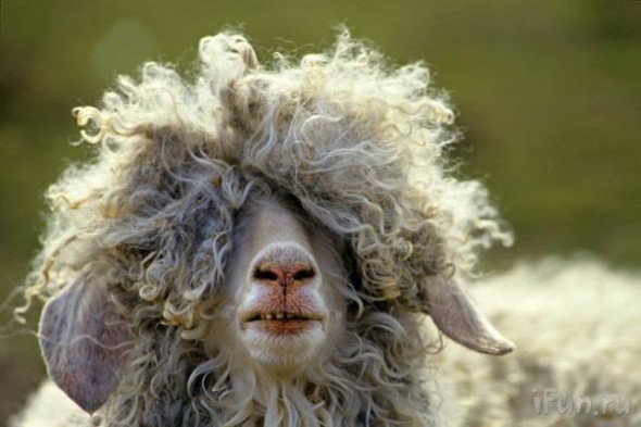 ‘Ya hmar’ and 9 other animal insults Arabs use